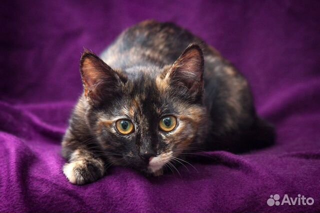 Котенок черепашка Триша в добрые руки