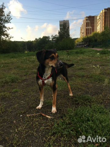 Щенок метис бигль+такса