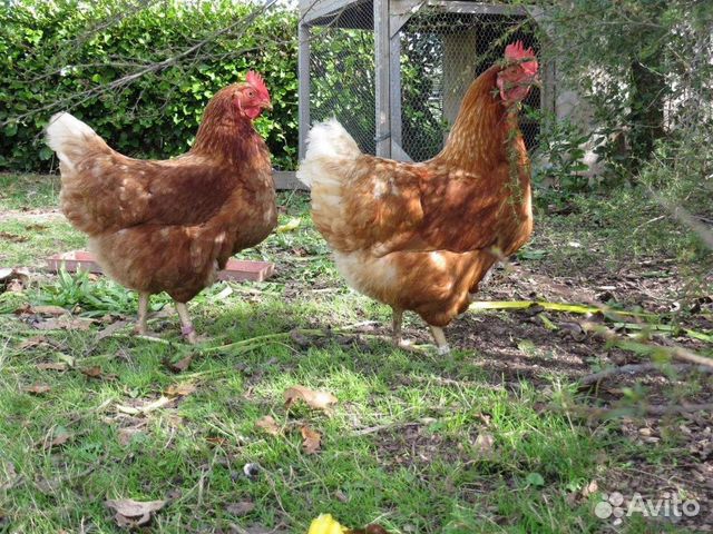 Куры несушки 7 мес