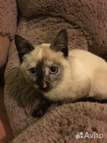 Тайская девочка ищет дом