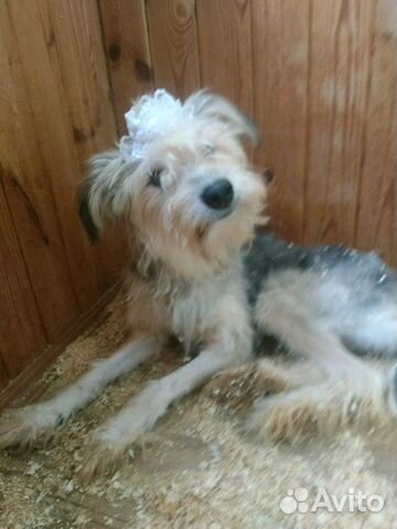 Маленькая Фея