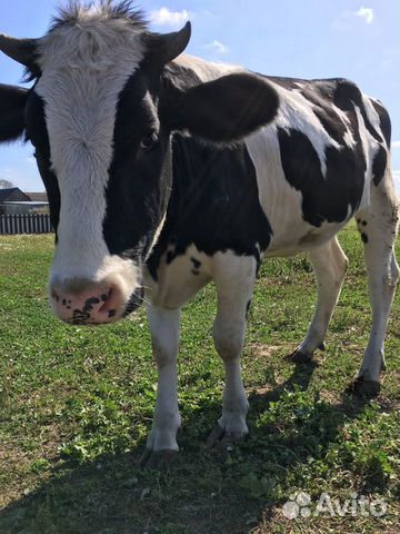 Продаётся телка