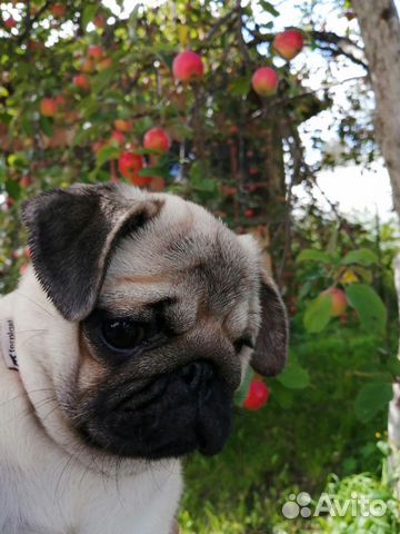 Щенки мопса