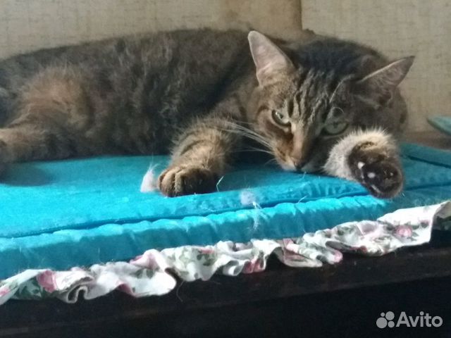 Ласковая кошечка кошка Полина