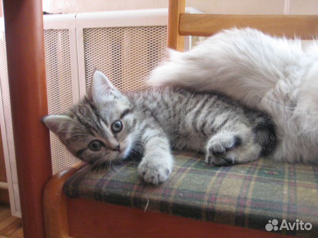 Котята