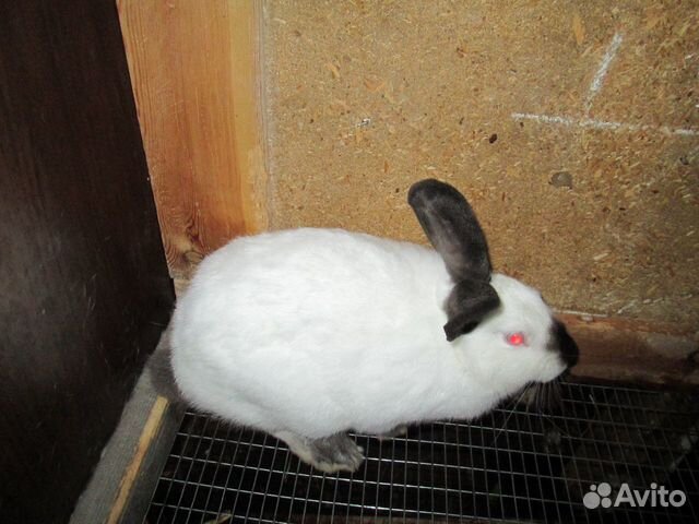 Молодые кролы