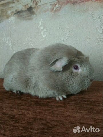 Морская свинка английский крестед