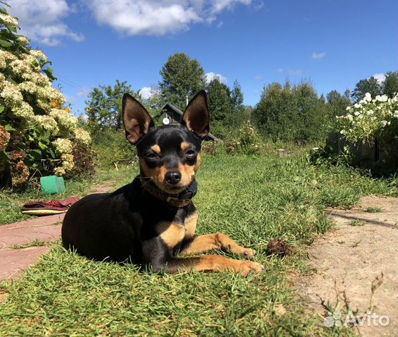 Вязка той терьер