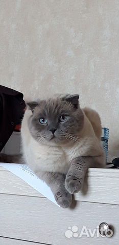 Пропал кот