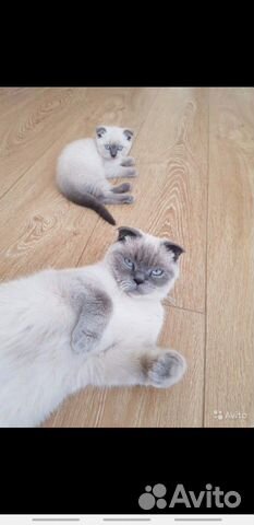 Вязка с котом