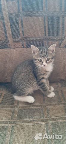 Кошечка 4мес