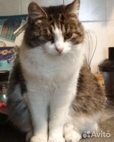 Молодой котик ищет дом