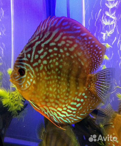 Продам Пару Дискусов