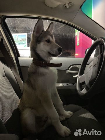 Щенок аляскинский маламут