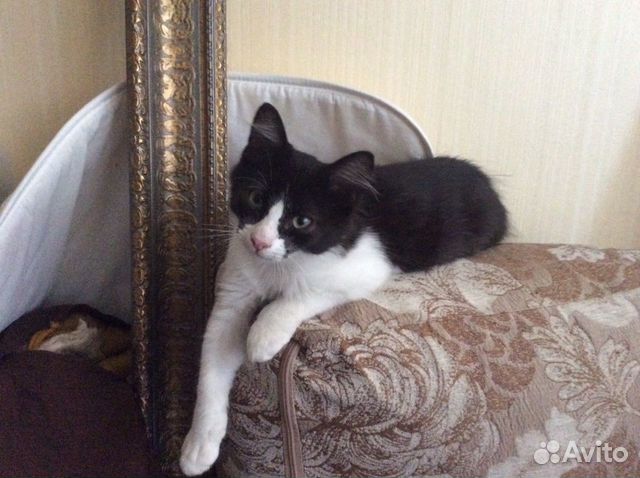 Отдам котенка(котика) в хорошие руки