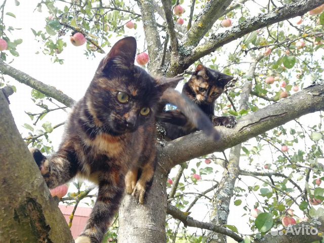 Котята (2 трехцветные девочки)