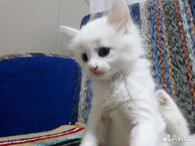Котята Турецкая ангорка
