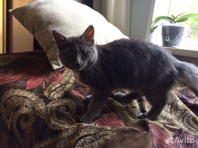 Котик