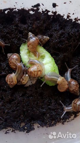 Отдам улиток