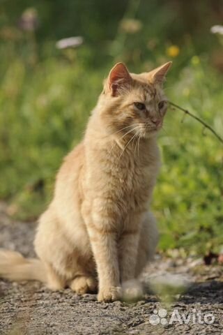 Рыжий кот ищет дом