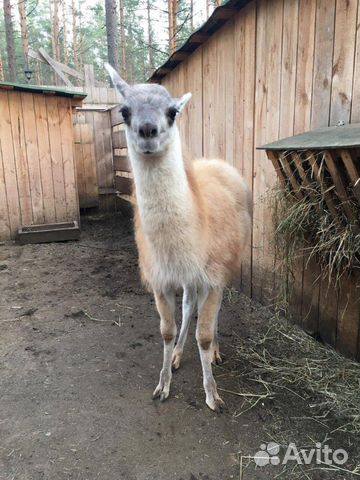 Годовалый малыш Лама