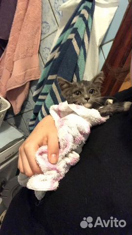 Отдам милого котёнка
