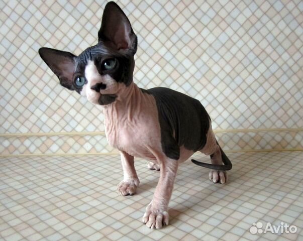 Нежная красотка