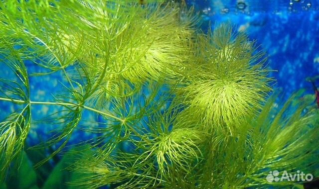 Валиснерия, бакопа, роголистник