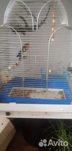 Продам двух неразлучников