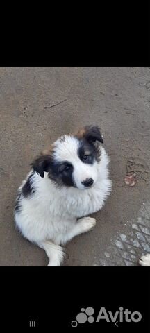 Щенок даром