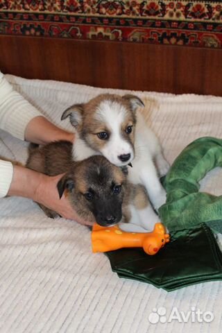 Шарик в дар