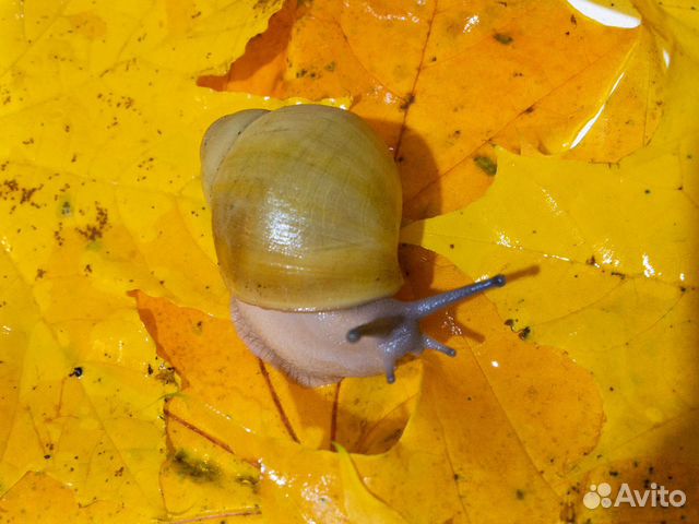 Улитка архахатина