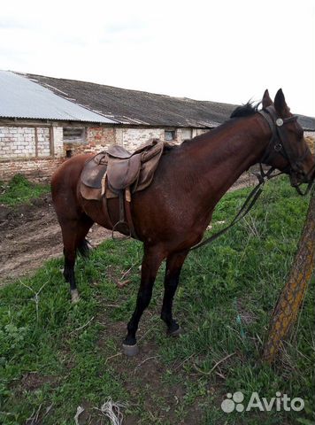 Жеребец - англичанин 3.5 года хороший бег и красив