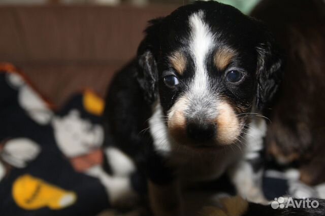 Щенки русского спаниеля