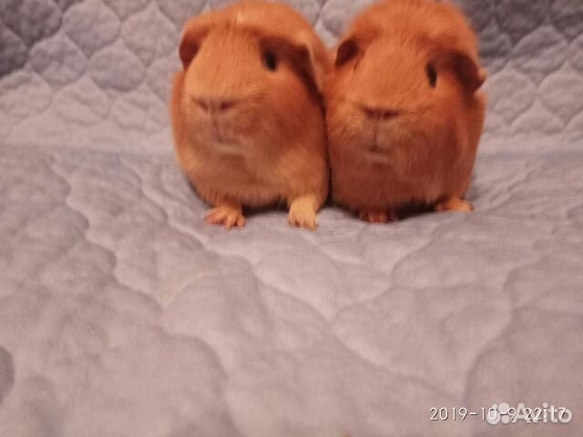 Морские свинки крестеды