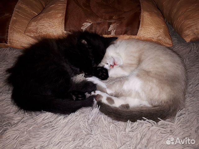 Запасайтесь теплыми котятами на холодную осень
