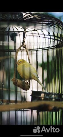 Отдадим в хорошие руки канарейку