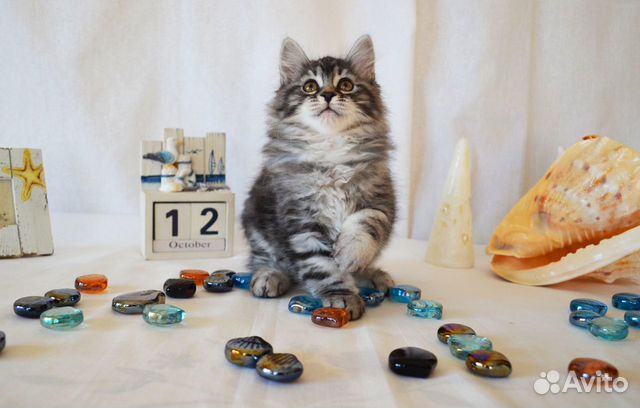 Серебряная кошка