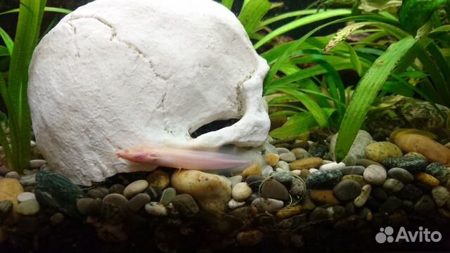 Клариус альбинос