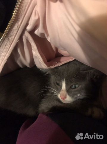 Котёнок в добрые руки