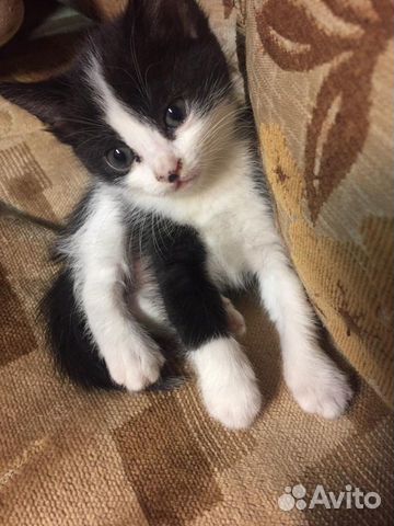 Котята