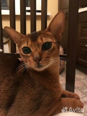 Абиссинская кошка Ника стерилизованная,привита 1го