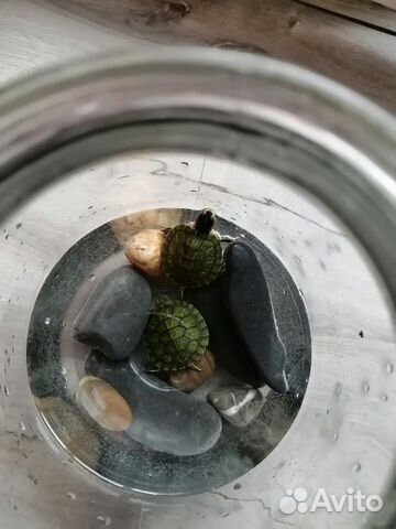 Отдам черепах