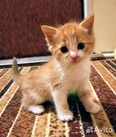 Котёнок Тыковка в добрые руки