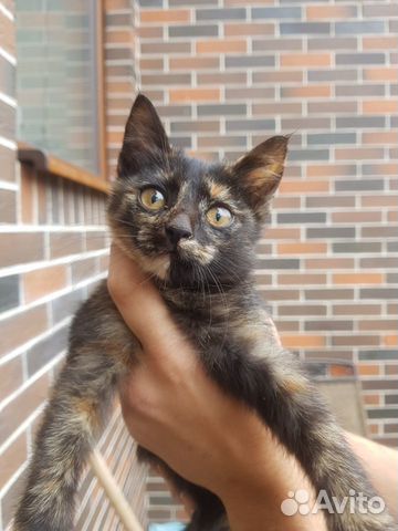 Веселая шкодная кошечка