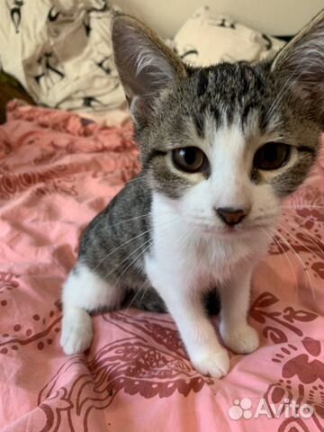 Малышка в добрые руки