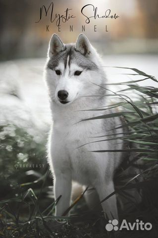 Сибирский хаски, щенок из питомника с документами