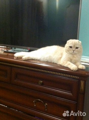 В январе. Элитная (фолд) леди