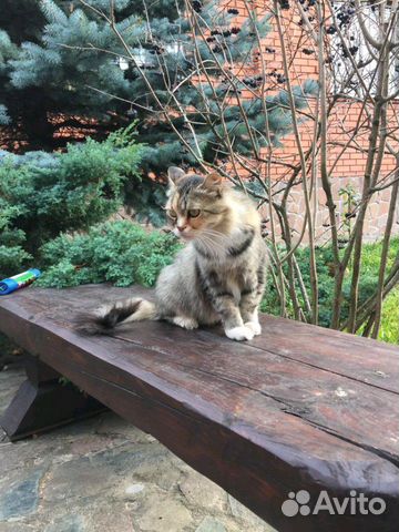 Кошка Смузи в дар