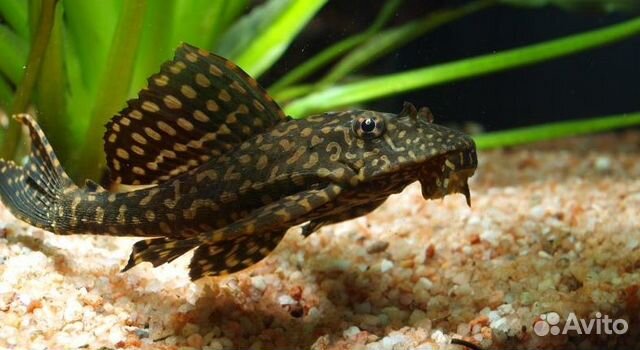 Продам сома Птеригоплихта